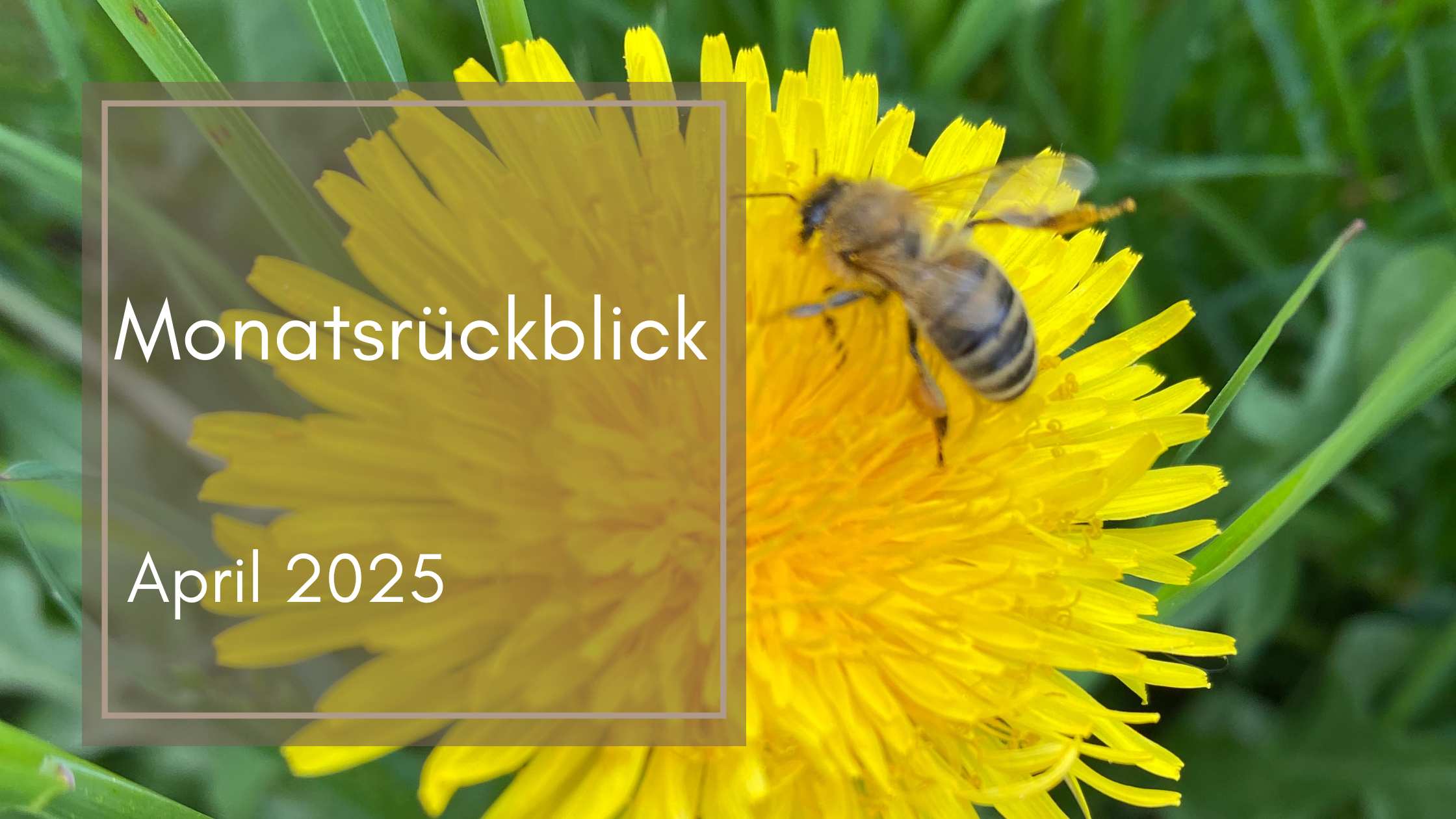 Monatsrückblick April 2025 - Kassia L. Hill